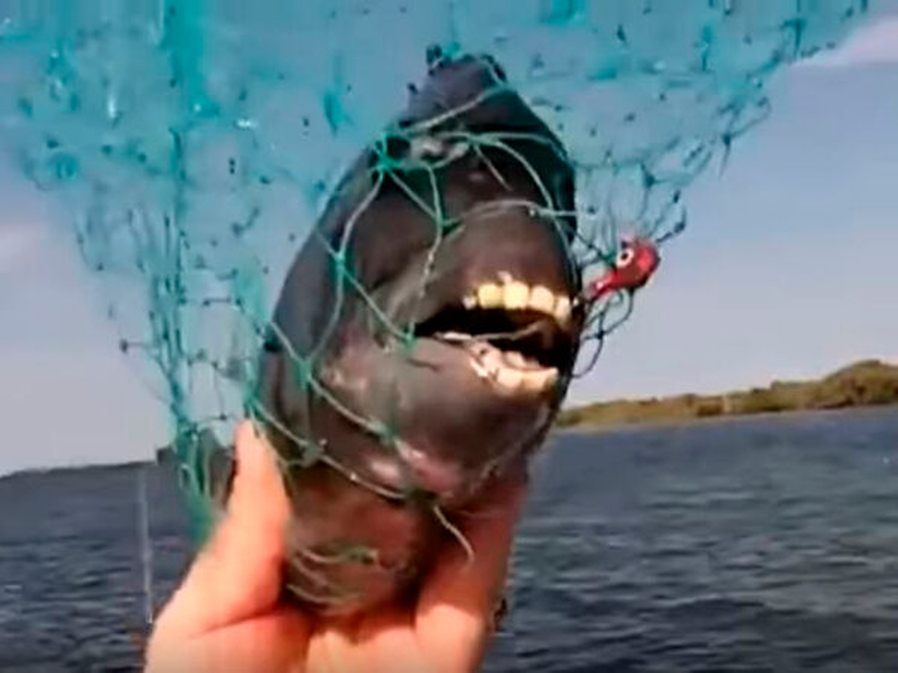 Angebissen: Der Fisch mit den menschlichen Zähnen - zm-online